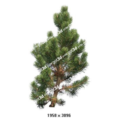 Texture Photoshop Bush Bushes Green