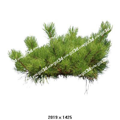 Texture Photoshop Bush Bushes Green