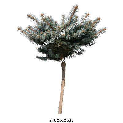 Texture Photoshop Bush Bushes Green