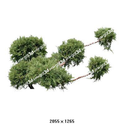 Texture Photoshop Bush Bushes Green