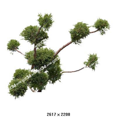 Texture Photoshop Bush Bushes Green