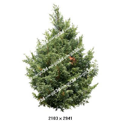 Texture Photoshop Bush Bushes Green