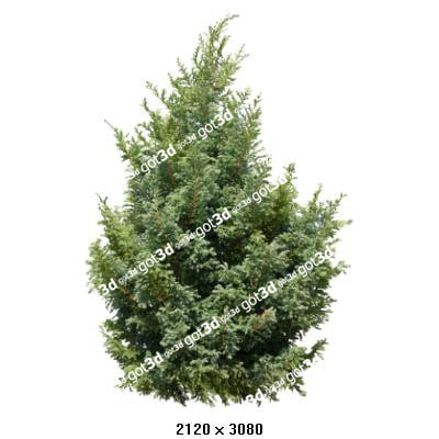 Texture Photoshop Bush Bushes Green