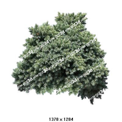 Texture Photoshop Bush Bushes Green