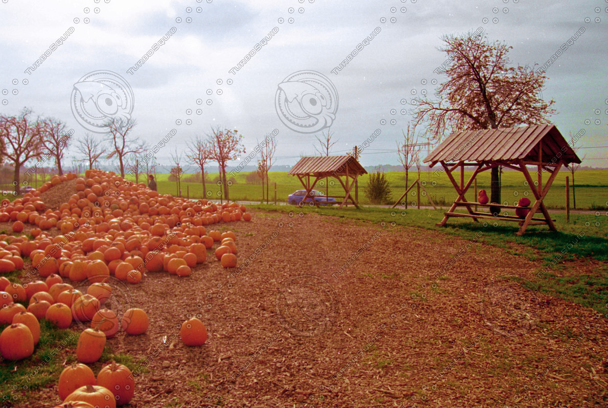 Stock JPEG PUMPKIN FARM FRUITS