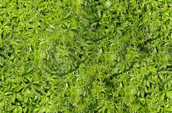 Texture Windows Bitmap foliage flora bush
