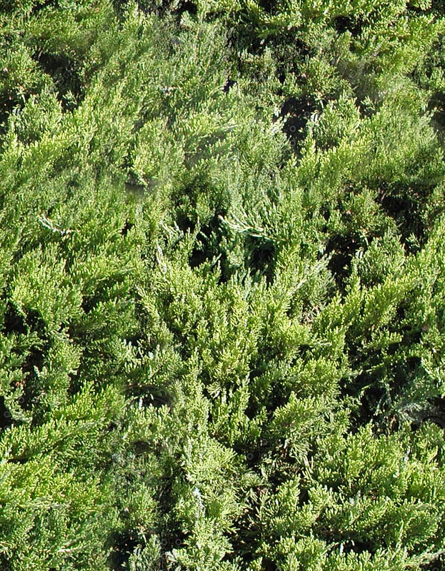 Texture Windows Bitmap foliage flora bush
