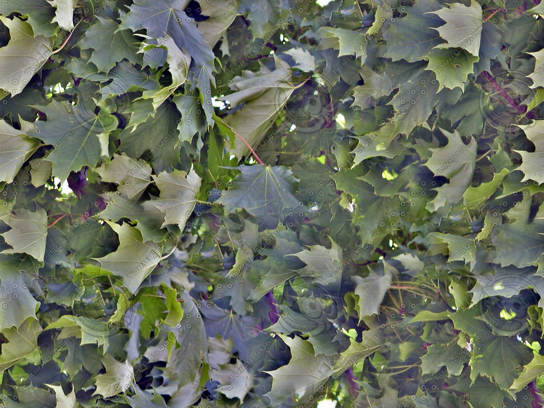 Texture Windows Bitmap foliage flora bush