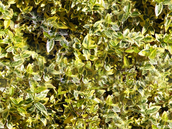 Texture Windows Bitmap foliage flora bush