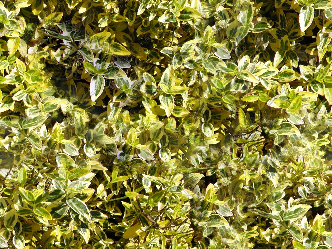 Texture Windows Bitmap foliage flora bush