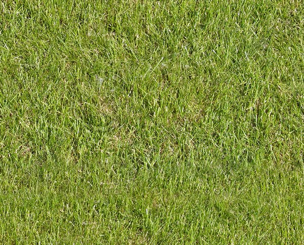 Texture Windows Bitmap foliage flora bush