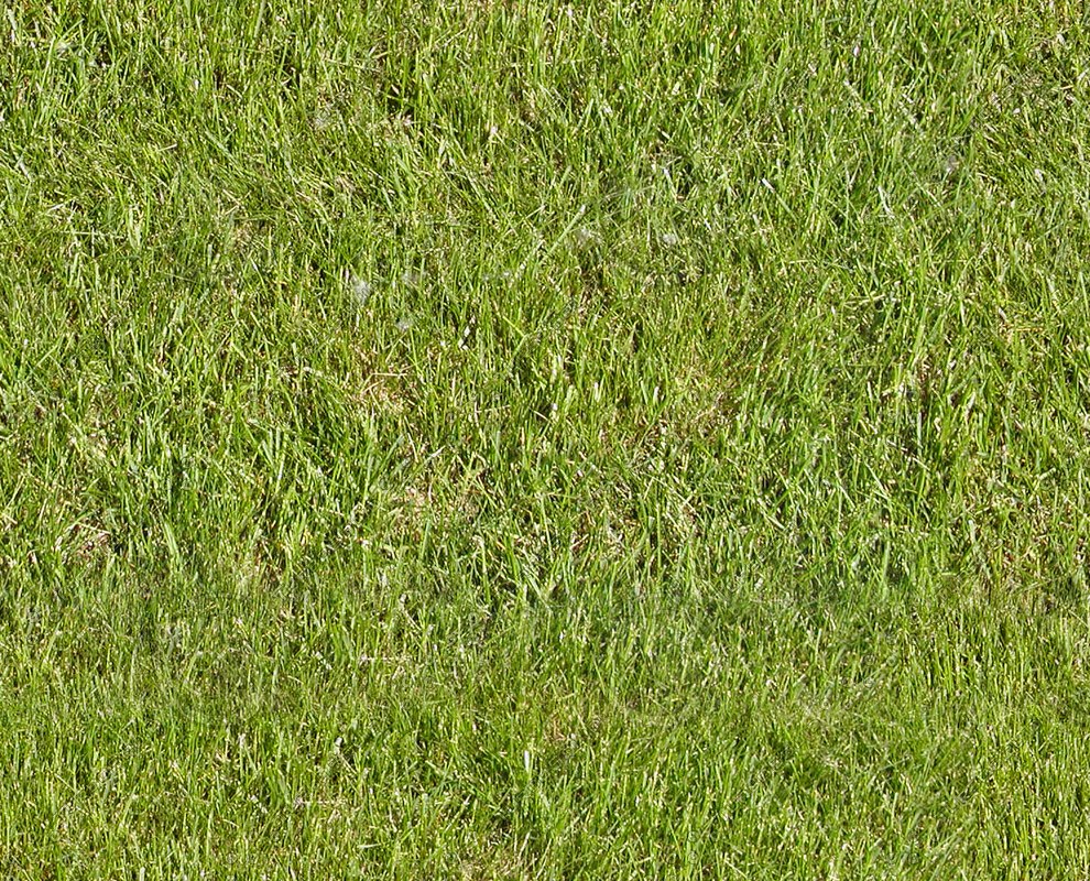 Texture Windows Bitmap foliage flora bush