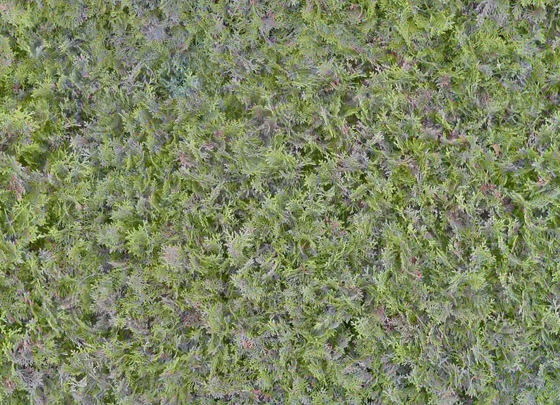 Texture Windows Bitmap foliage flora bush
