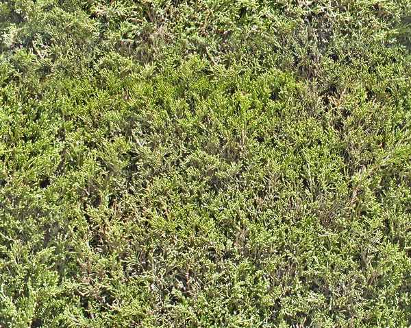 Texture Windows Bitmap foliage flora bush