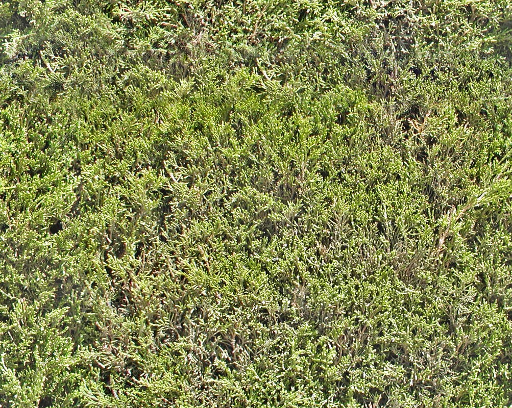 Texture Windows Bitmap foliage flora bush