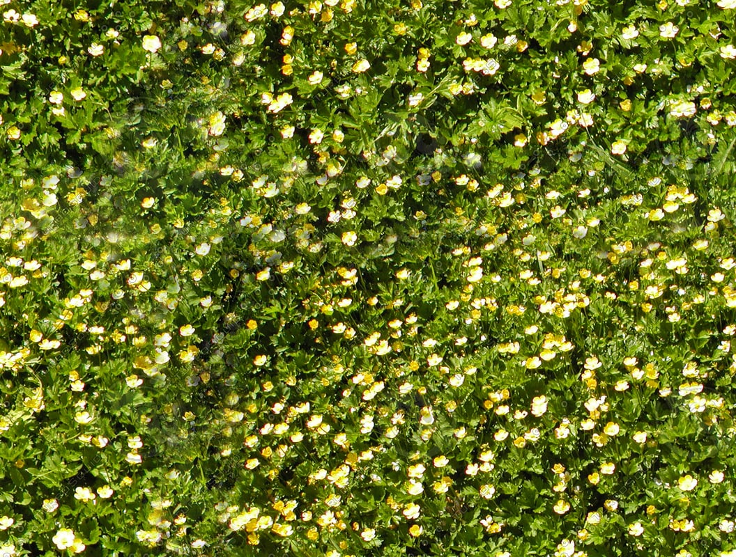 Texture Windows Bitmap foliage flora bush