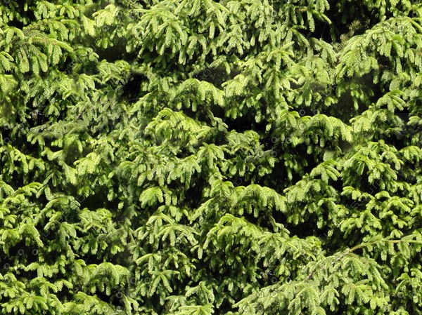 Texture Windows Bitmap foliage flora bush