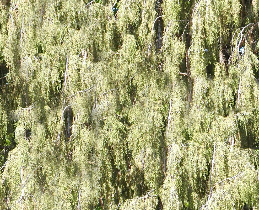 Texture Windows Bitmap foliage flora bush