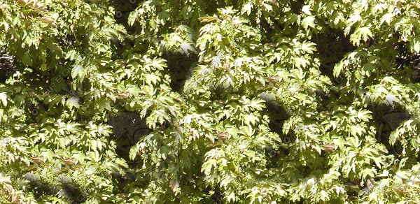 Texture Windows Bitmap foliage flora bush