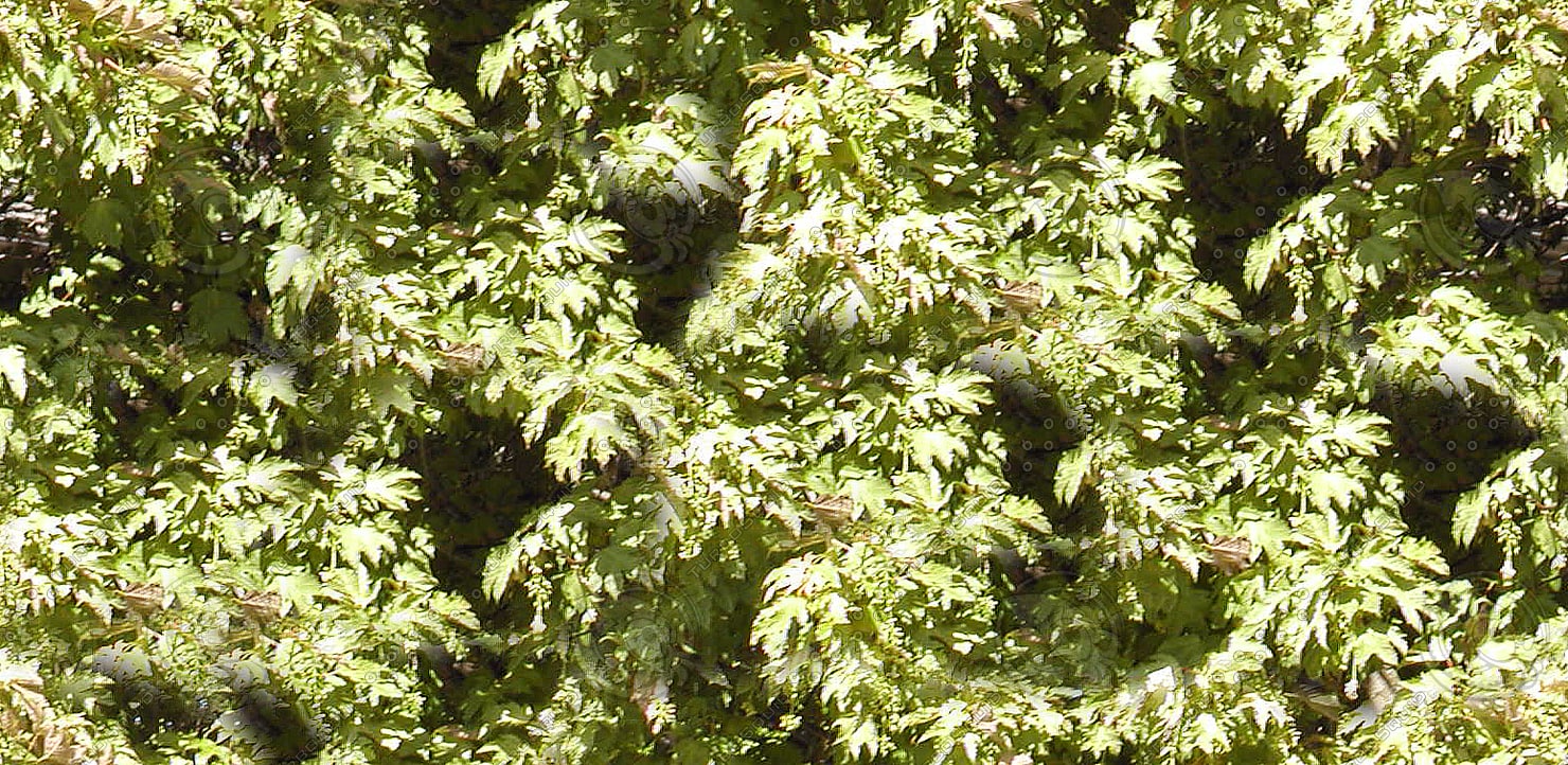 Texture Windows Bitmap foliage flora bush