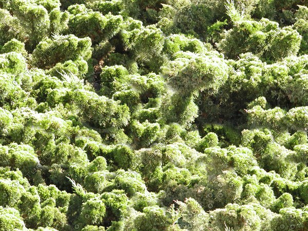 Texture Windows Bitmap foliage flora bush