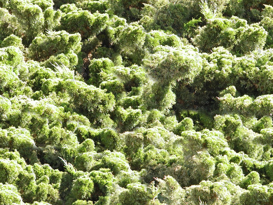 Texture Windows Bitmap foliage flora bush