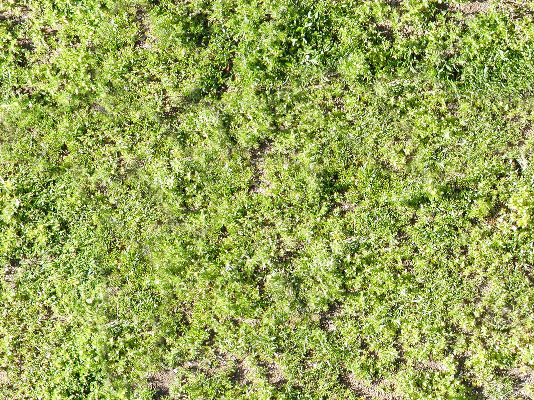 Texture Windows Bitmap foliage flora bush