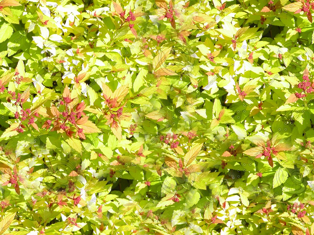 Texture Windows Bitmap foliage flora bush