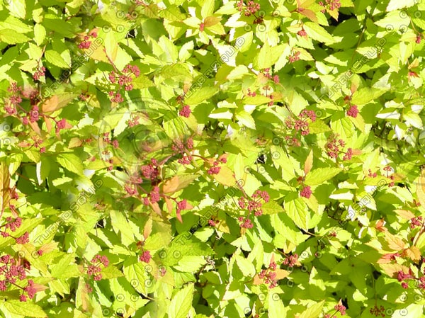 Texture Windows Bitmap foliage flora bush