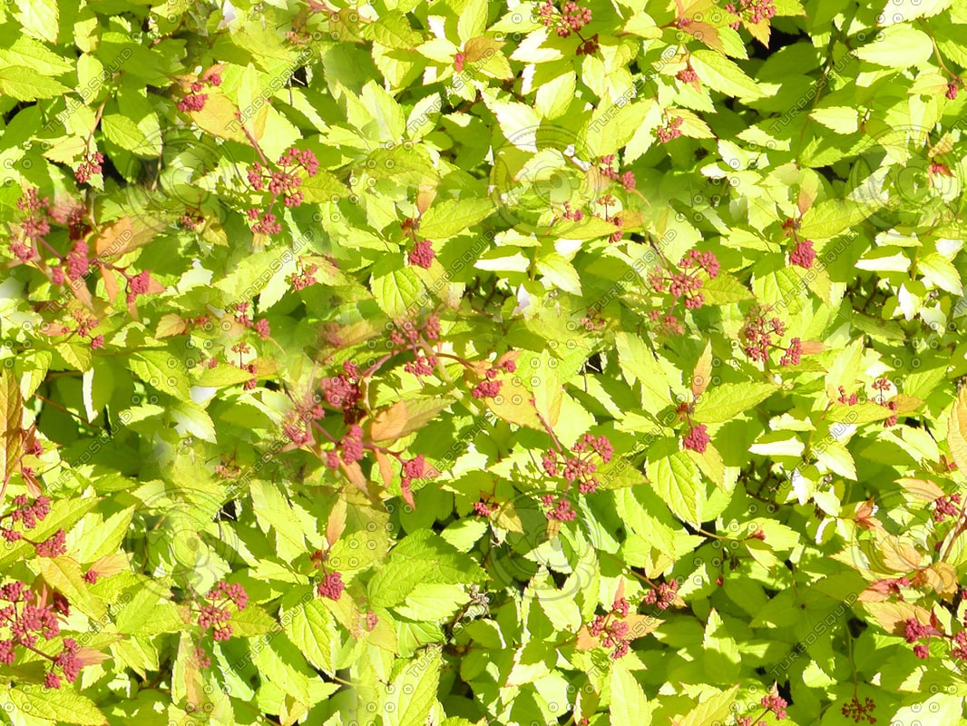 Texture Windows Bitmap foliage flora bush