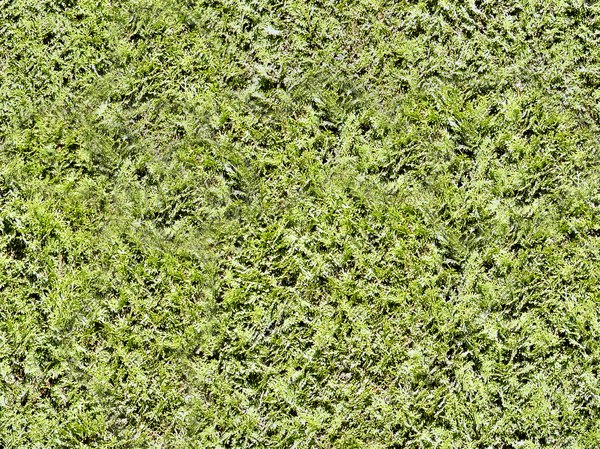 Texture Windows Bitmap foliage flora bush