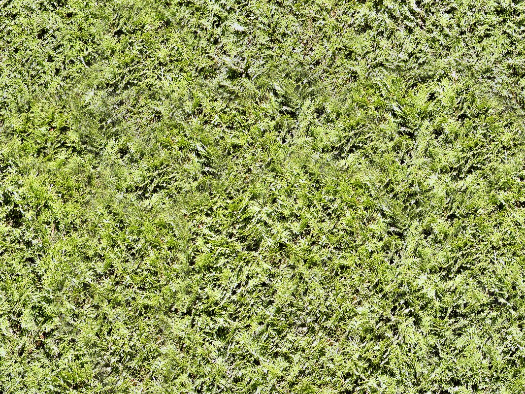 Texture Windows Bitmap foliage flora bush