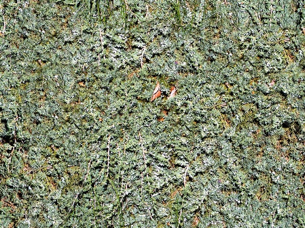 Texture Windows Bitmap foliage flora bush