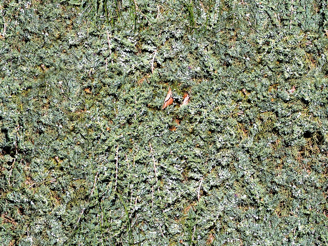 Texture Windows Bitmap foliage flora bush