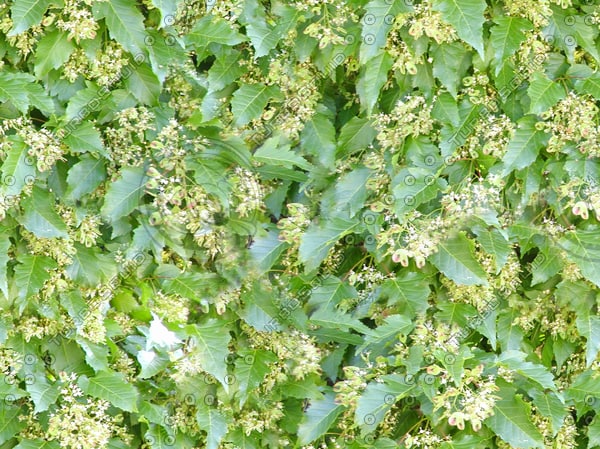 Texture Windows Bitmap foliage flora bush