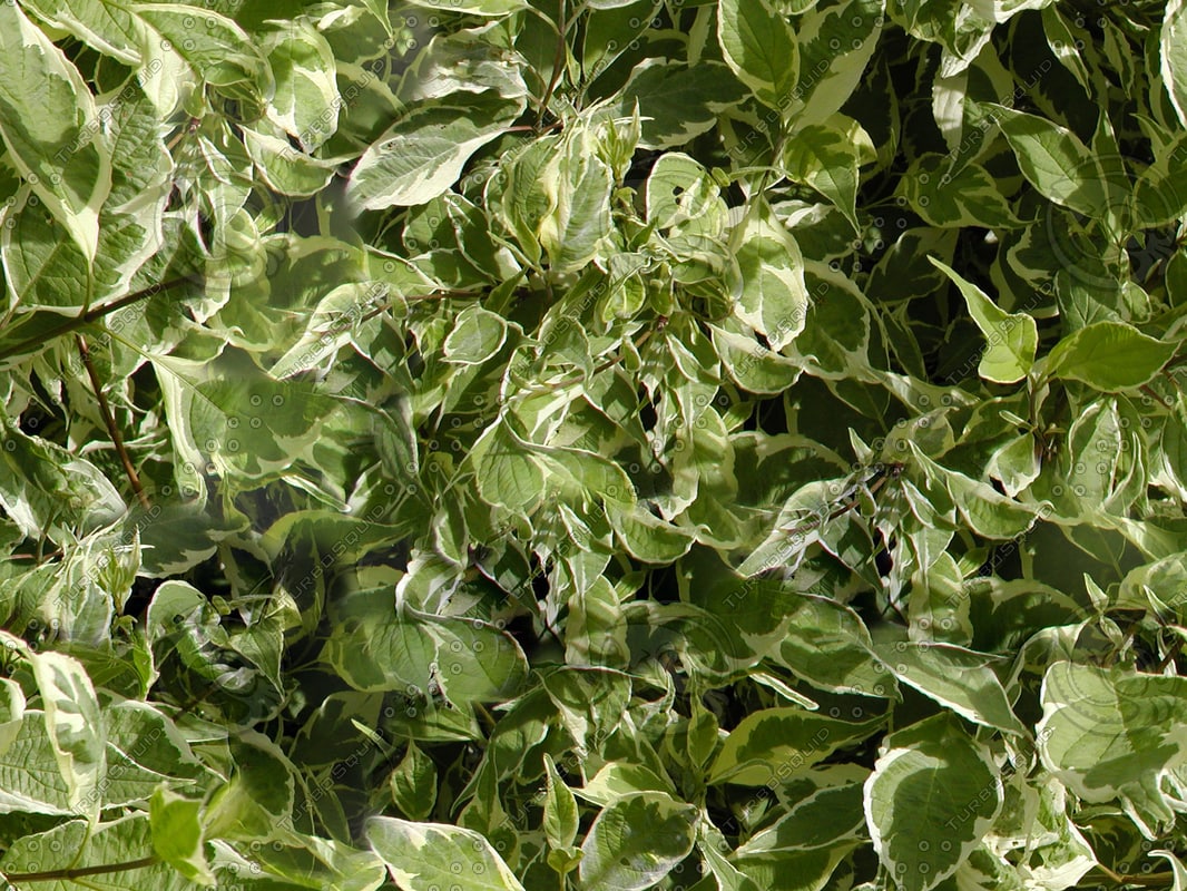 Texture Windows Bitmap foliage flora bush