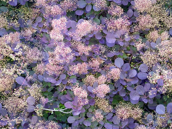Texture Windows Bitmap foliage flora bush