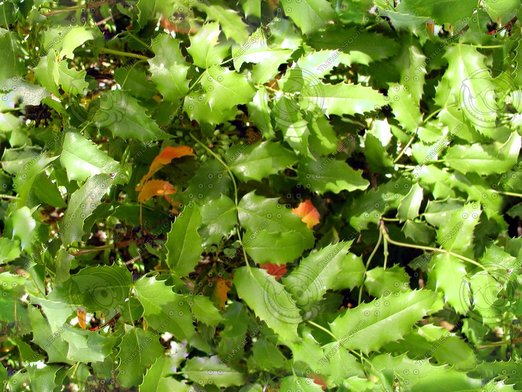 Texture Windows Bitmap foliage flora bush