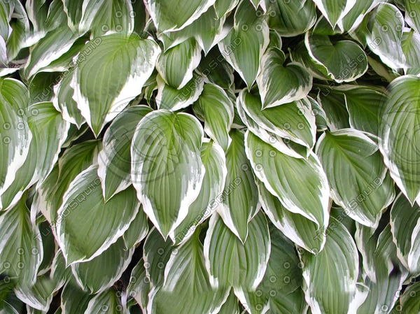 Texture Windows Bitmap foliage flora bush