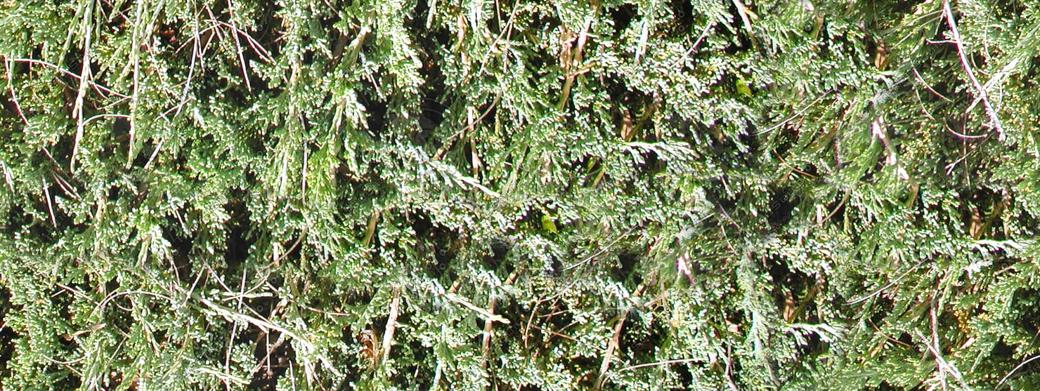 Texture Windows Bitmap foliage flora bush