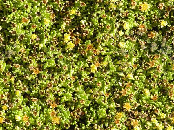 Texture Windows Bitmap foliage flora bush