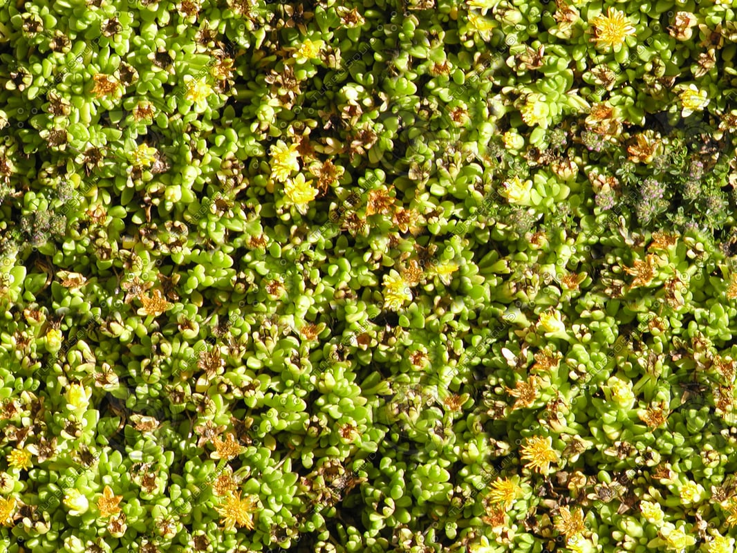 Texture Windows Bitmap foliage flora bush