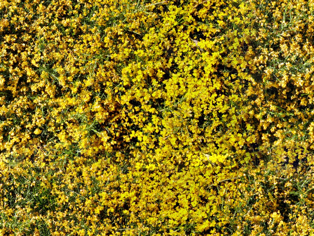 Texture Windows Bitmap foliage flora bush