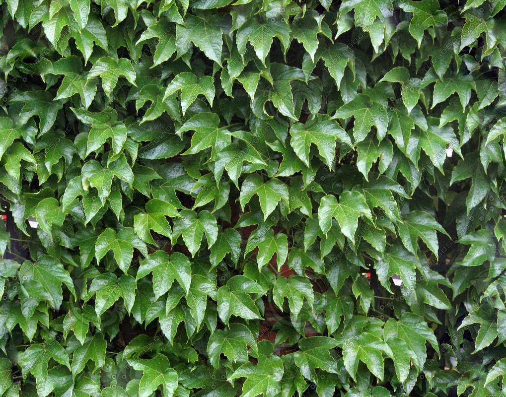 Texture Windows Bitmap foliage flora bush