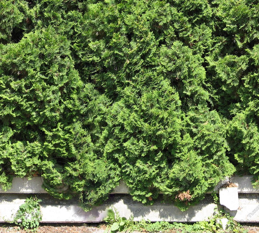 Texture Windows Bitmap foliage flora bush