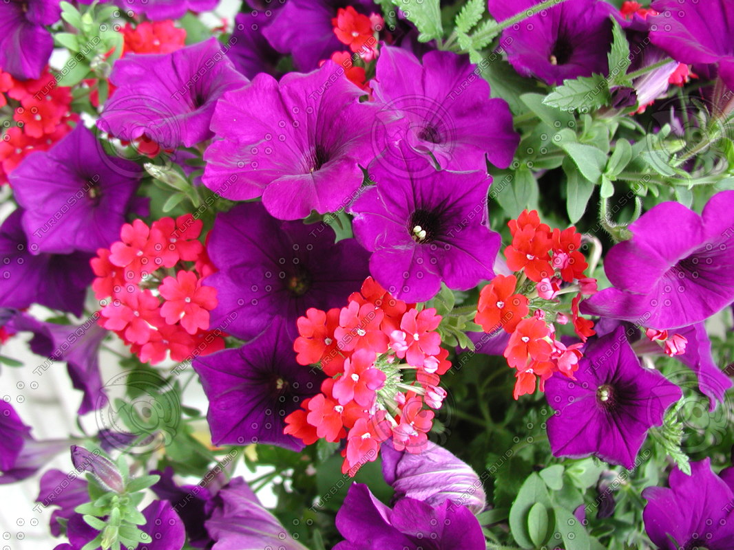 Stock JPEG flowers flower