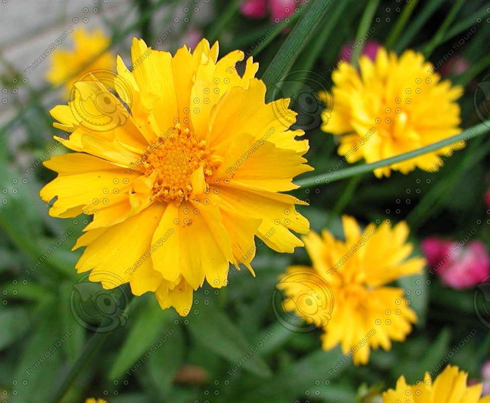 Stock JPEG flowers flower