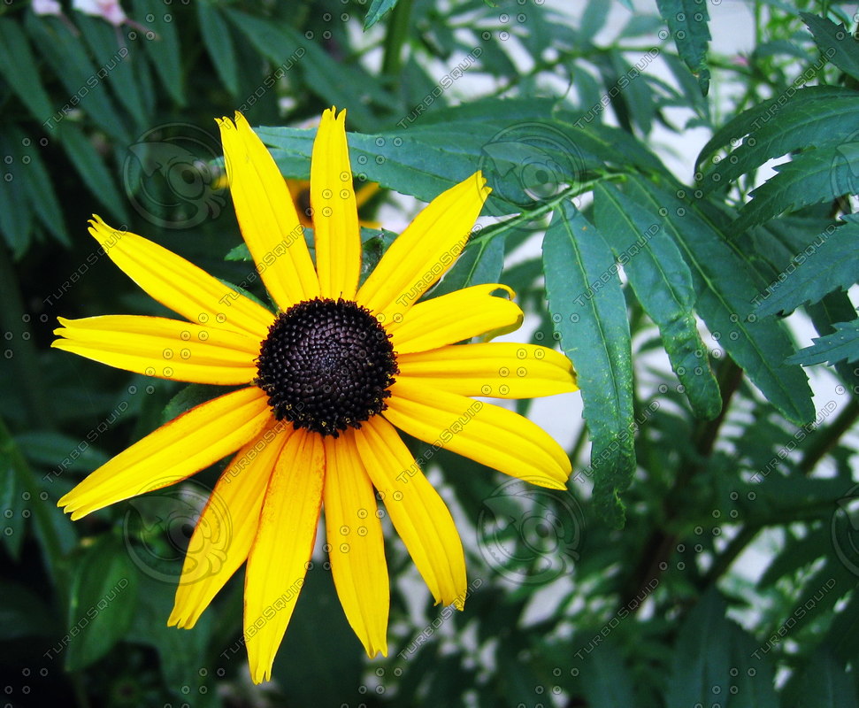 Stock JPEG flowers flower