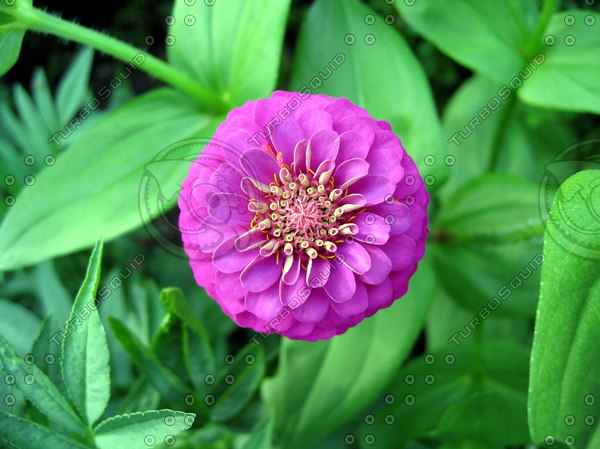 Stock JPEG flowers flower