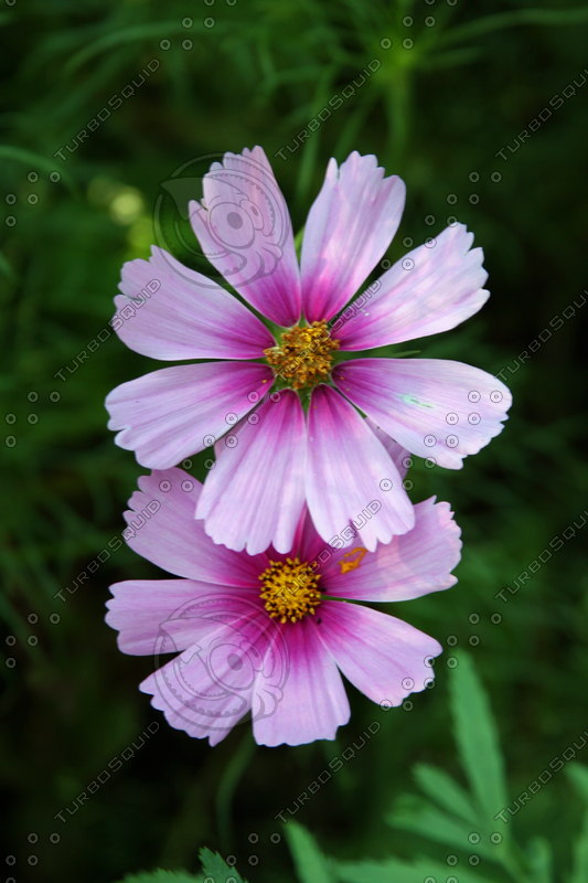 Stock JPEG flowers flower